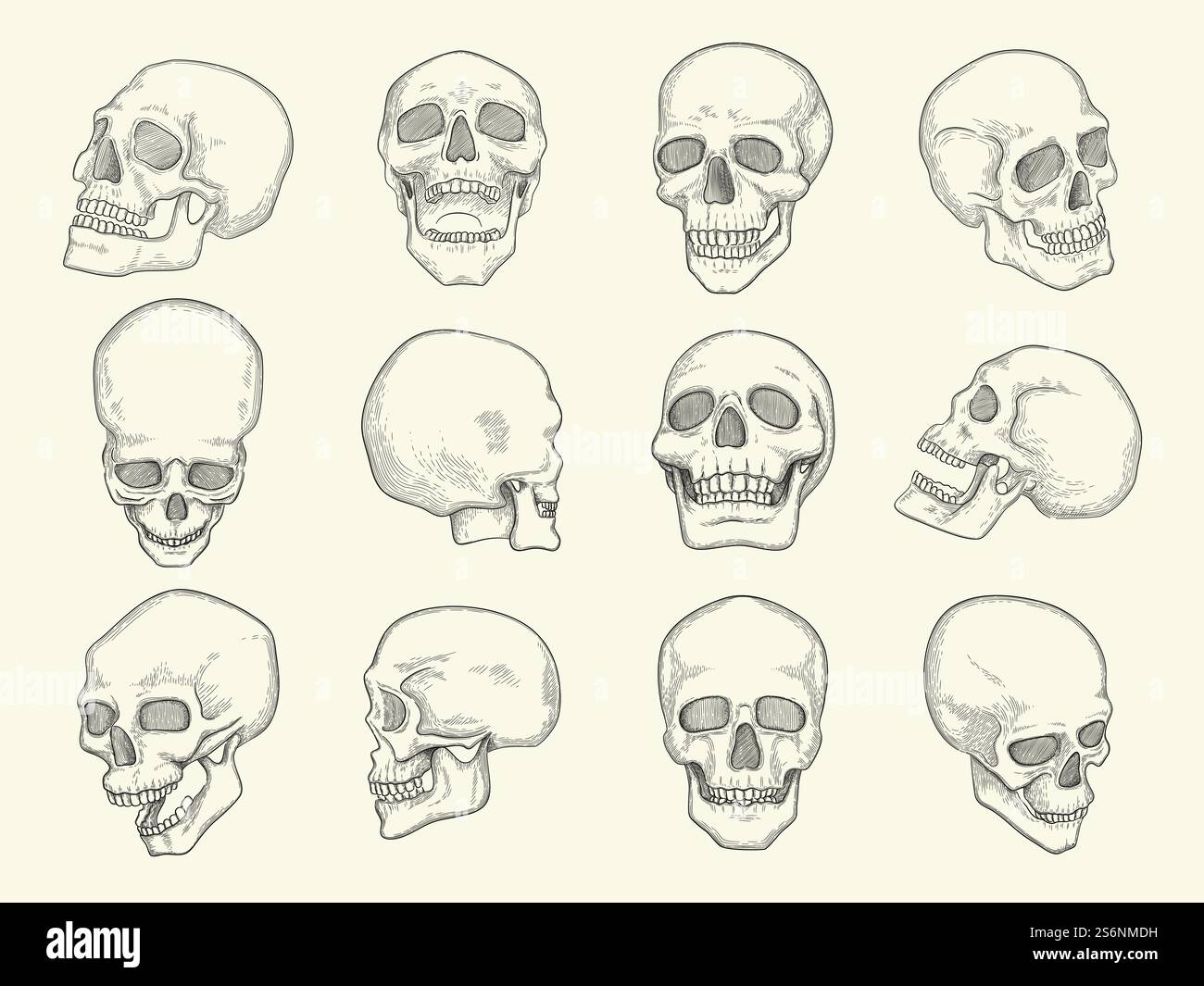 Human skull. Anatomy pictures of head bones with eyes and mouth vector ...