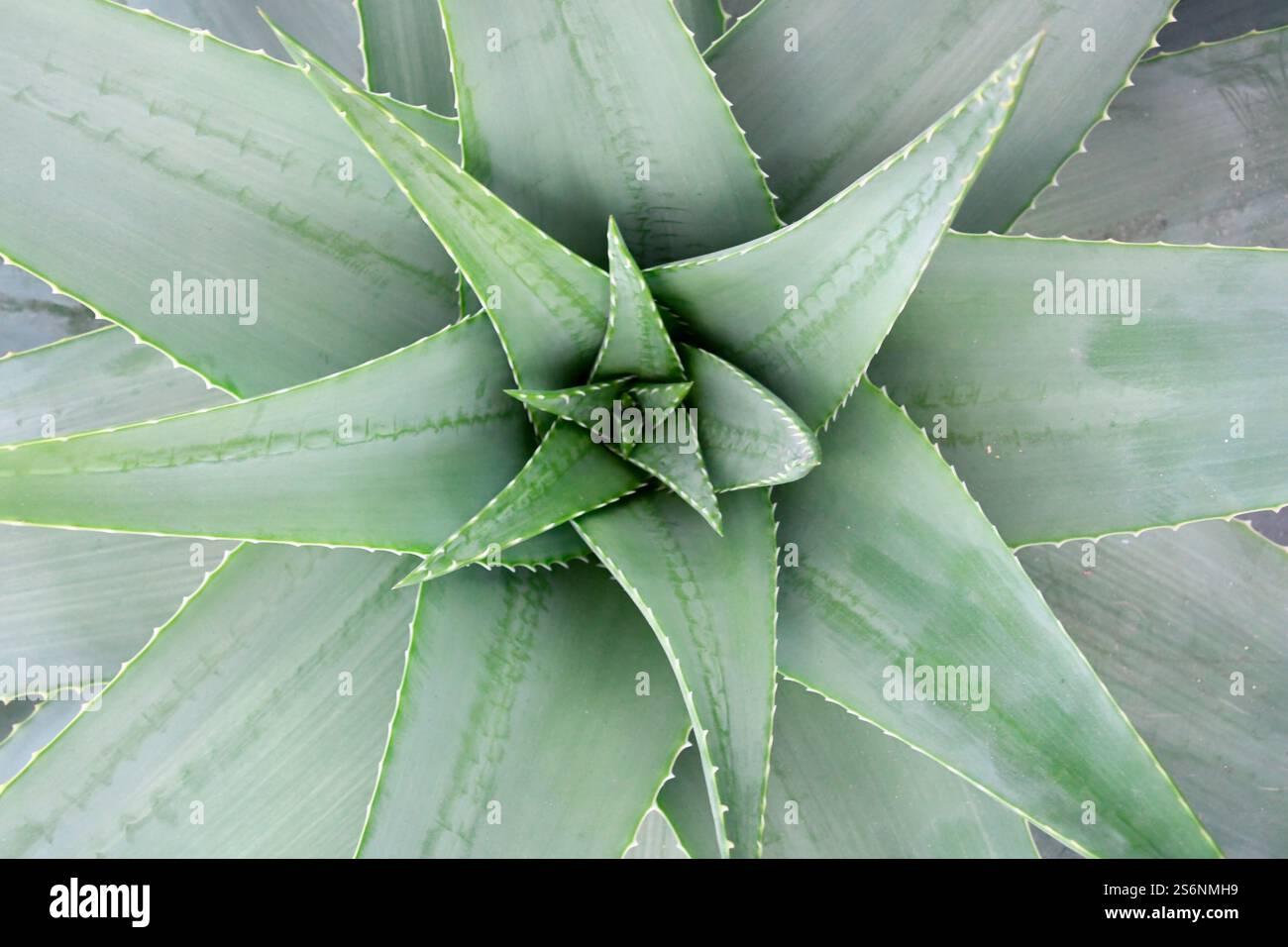 Top view of green agave Stock Photo - Alamy