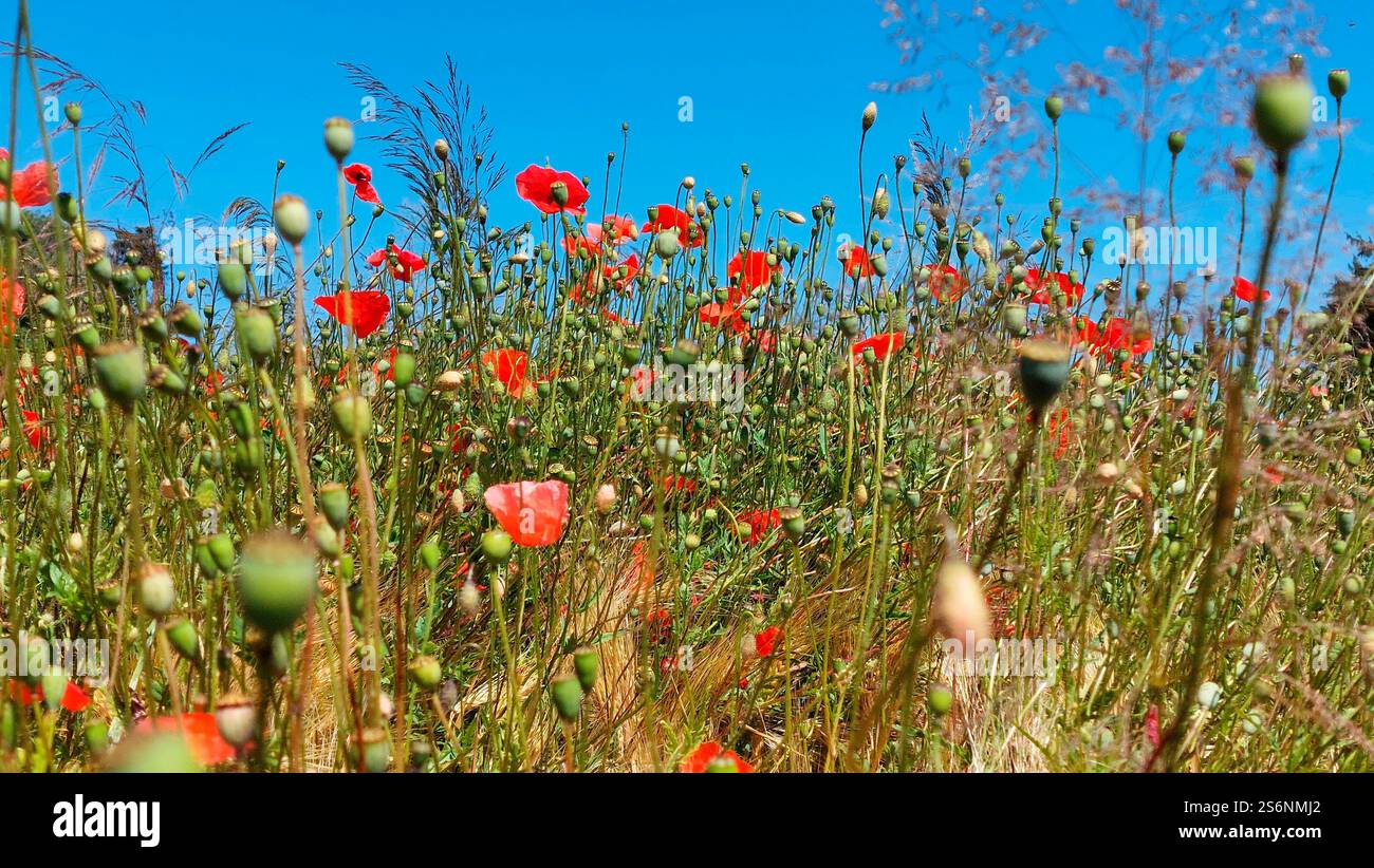 Poppies on summer meadow hi-res stock photography and images - Alamy