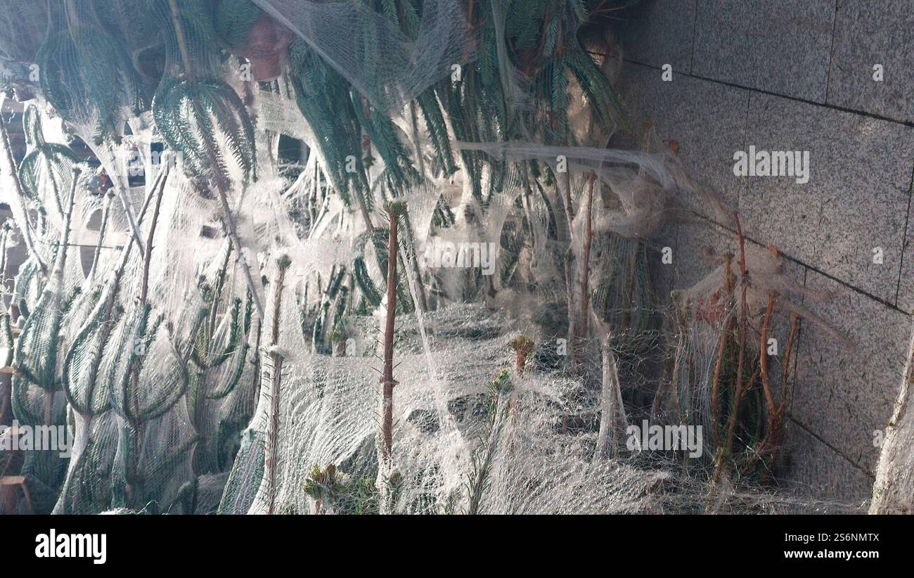 Many Christmas trees stacked and wrapped in white nets Stock Photo - Alamy