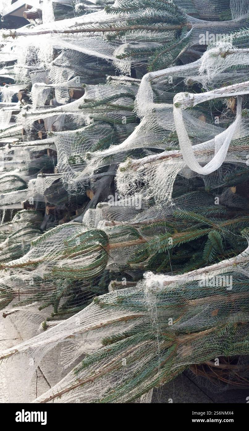 Selling christmas trees in hi-res stock photography and images - Alamy