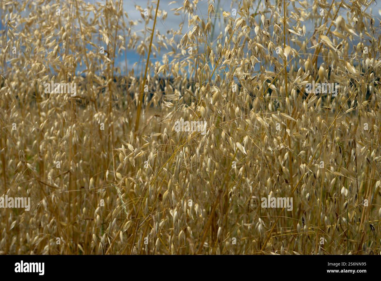 Golden harvest oat grains hi-res stock photography and images - Alamy