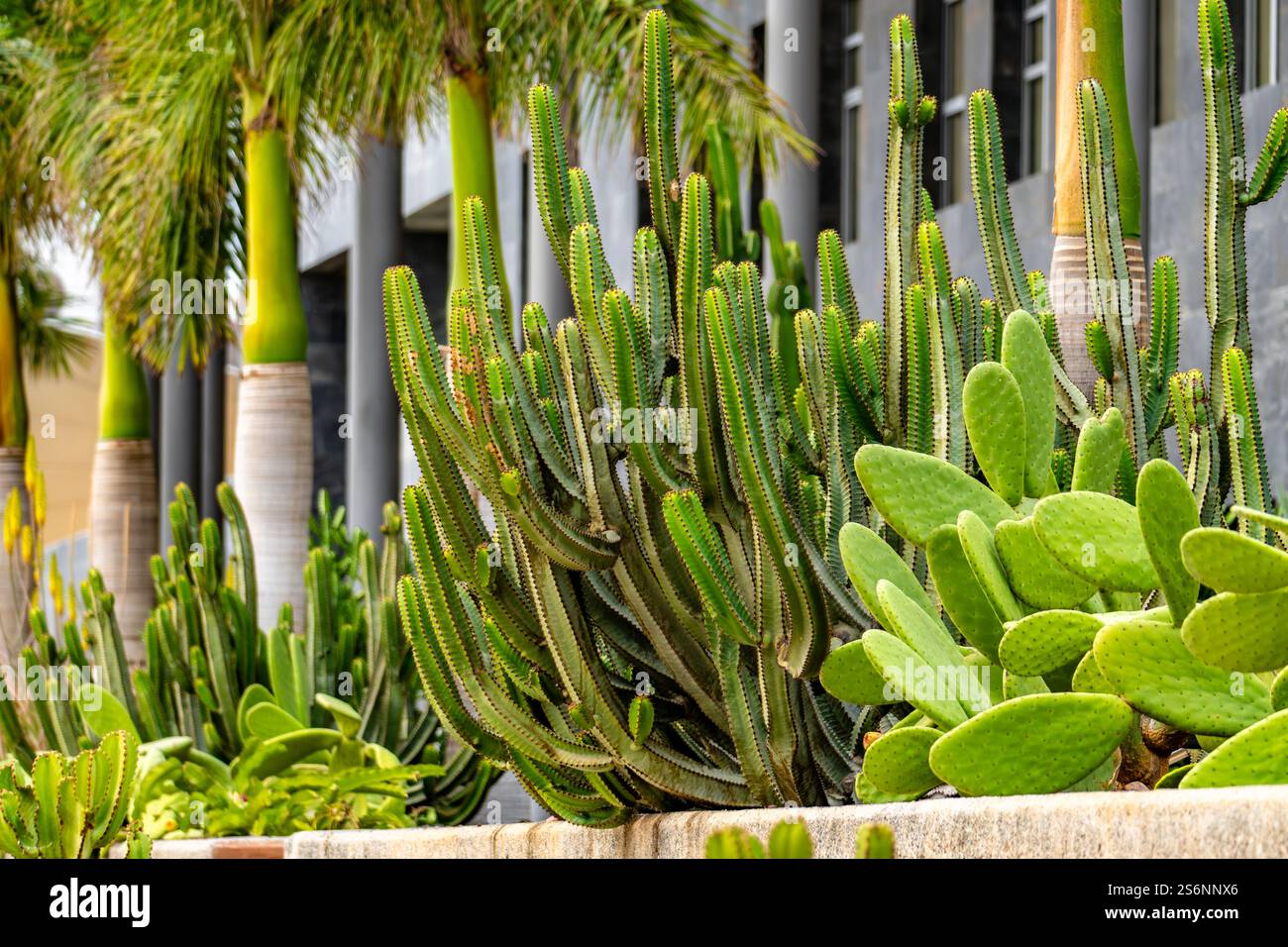 A row of cactus plants are lined up next to each other. The plants are green and tall, and they ...