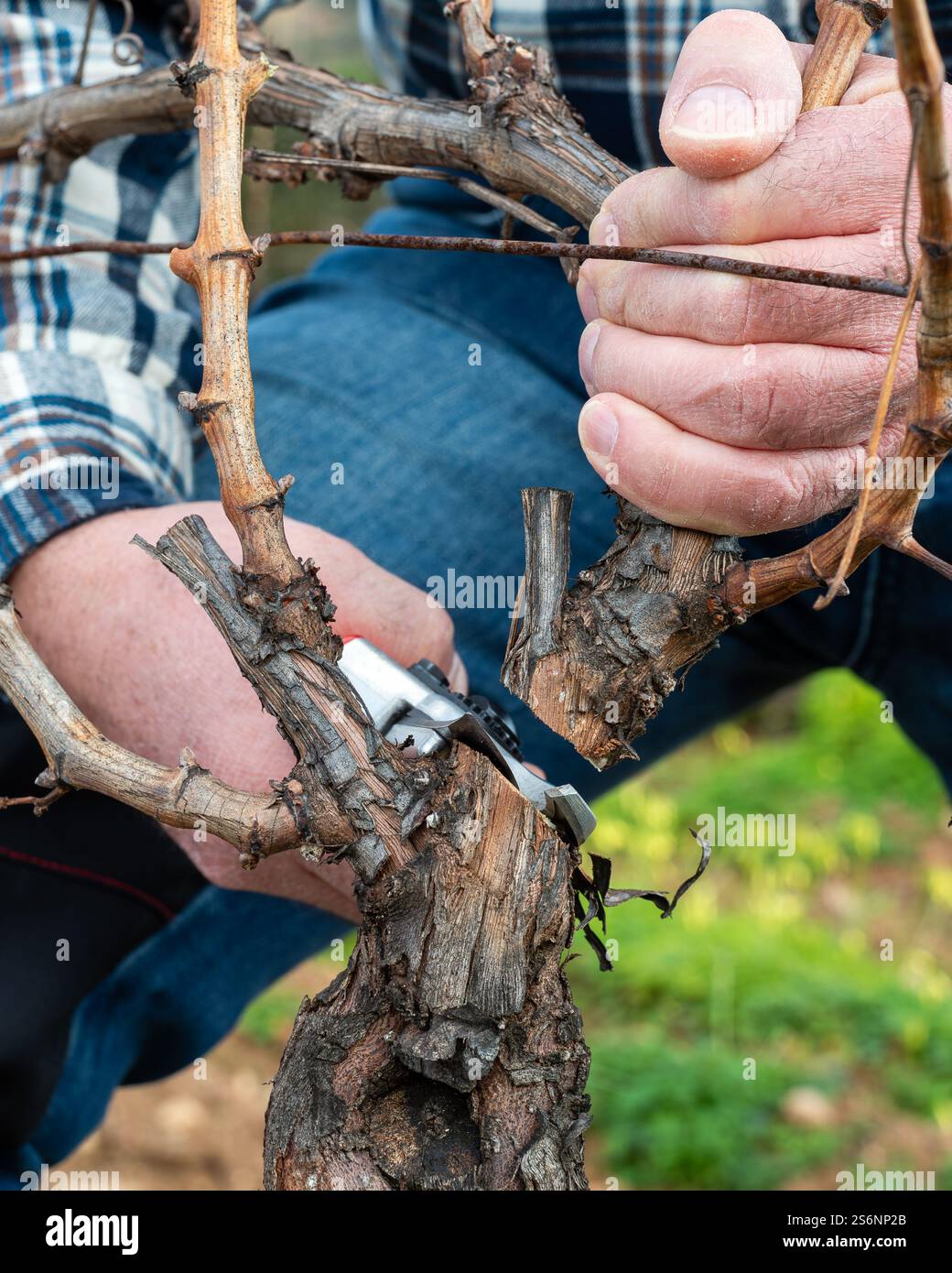 Winegrower pruning the vineyard with professional steel scissors. Traditional agriculture ...