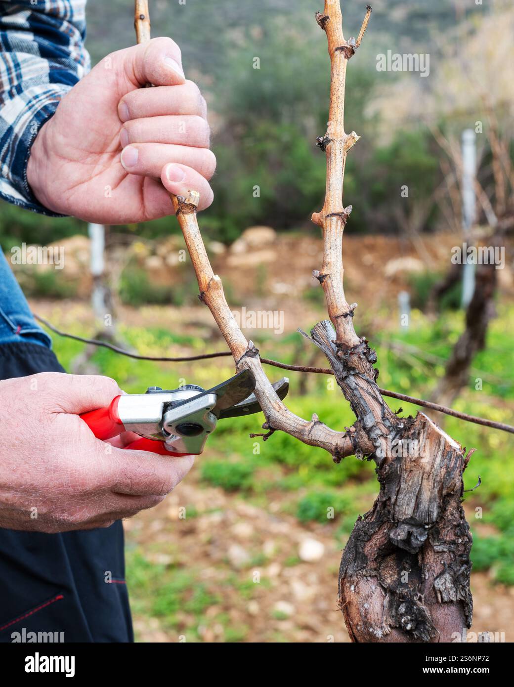 Winegrower pruning the vineyard with professional steel scissors. Traditional agriculture ...