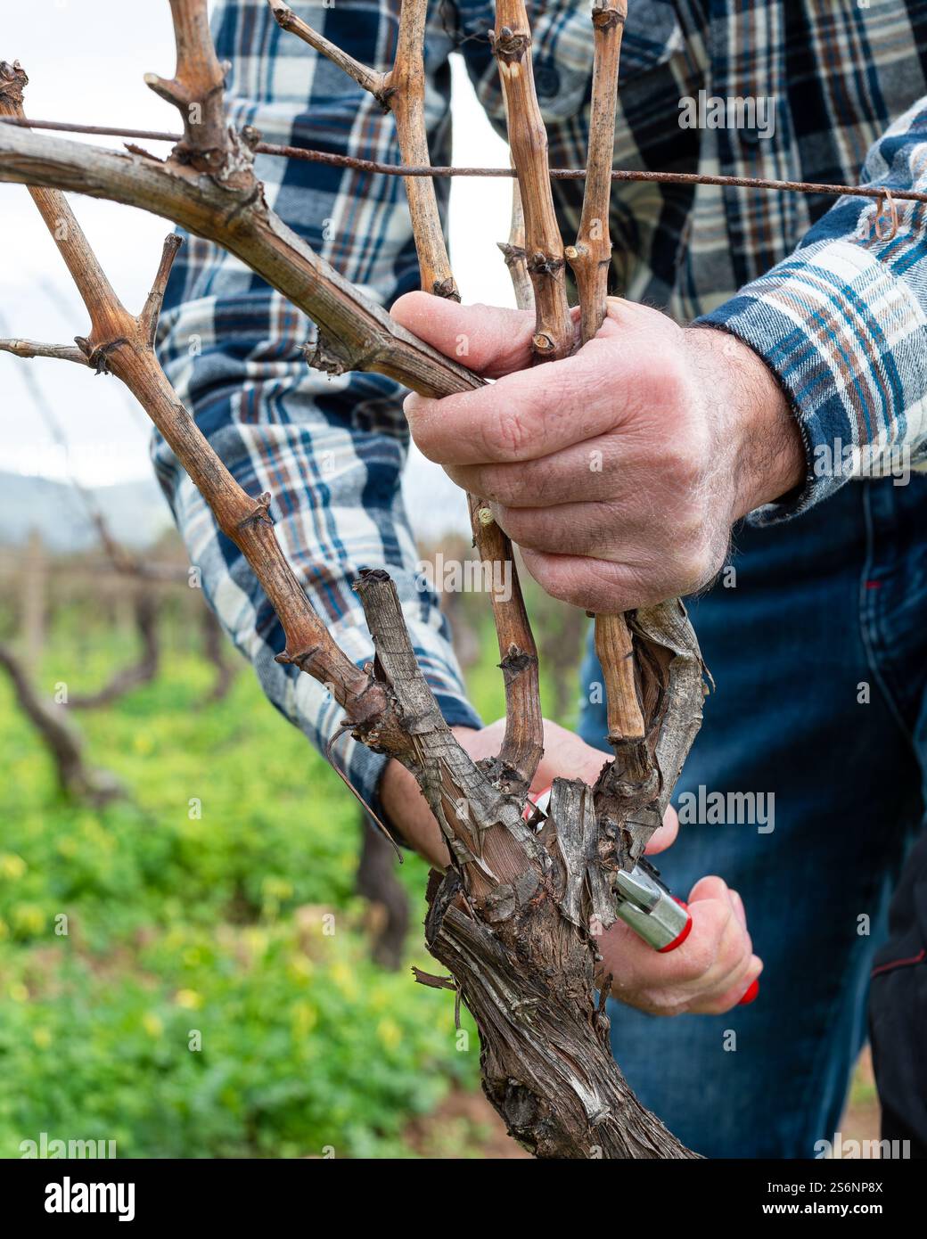 Winegrower pruning the vineyard with professional steel scissors ...