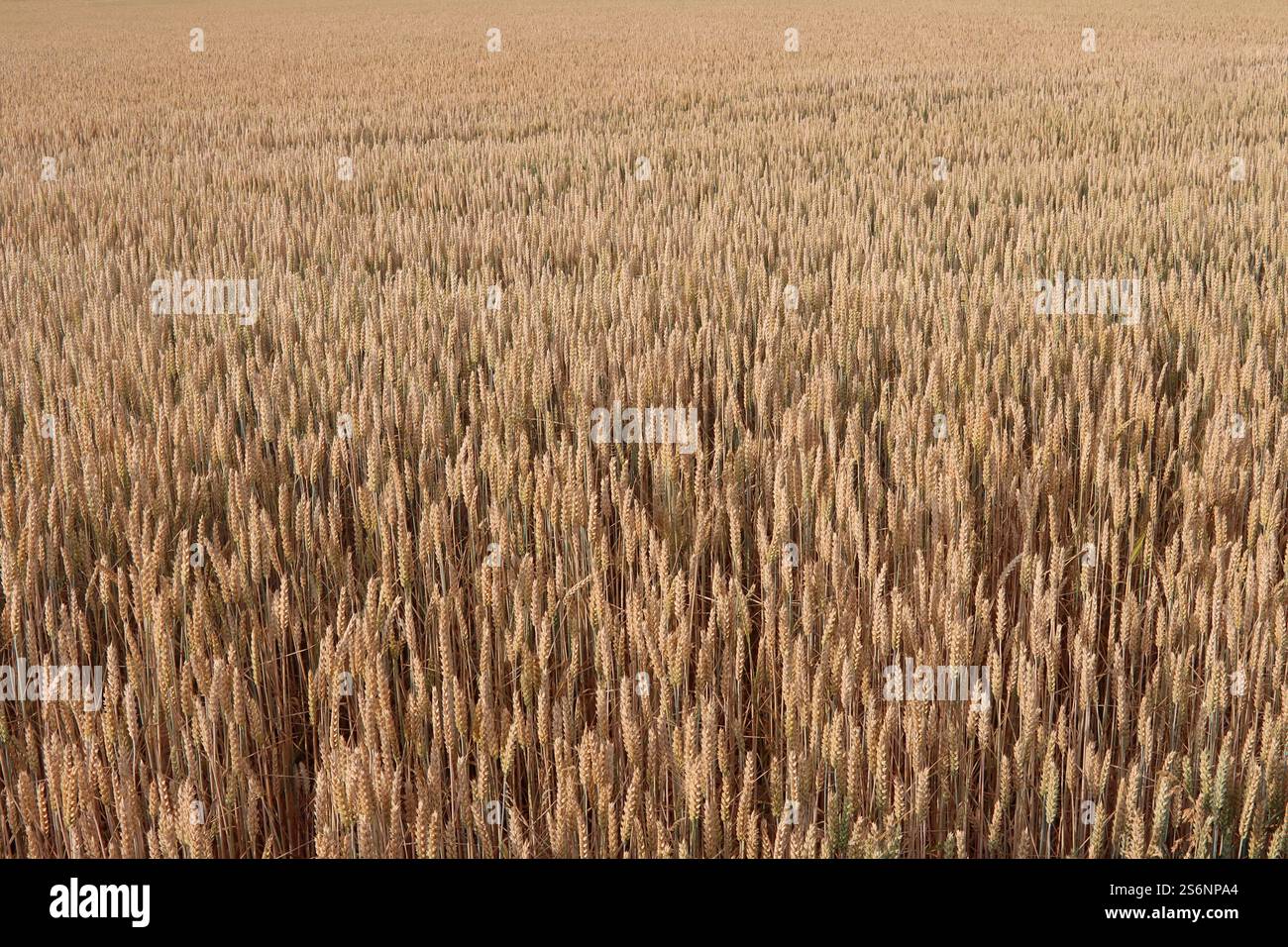 Ripe grain field - Bread for the world Stock Photo - Alamy
