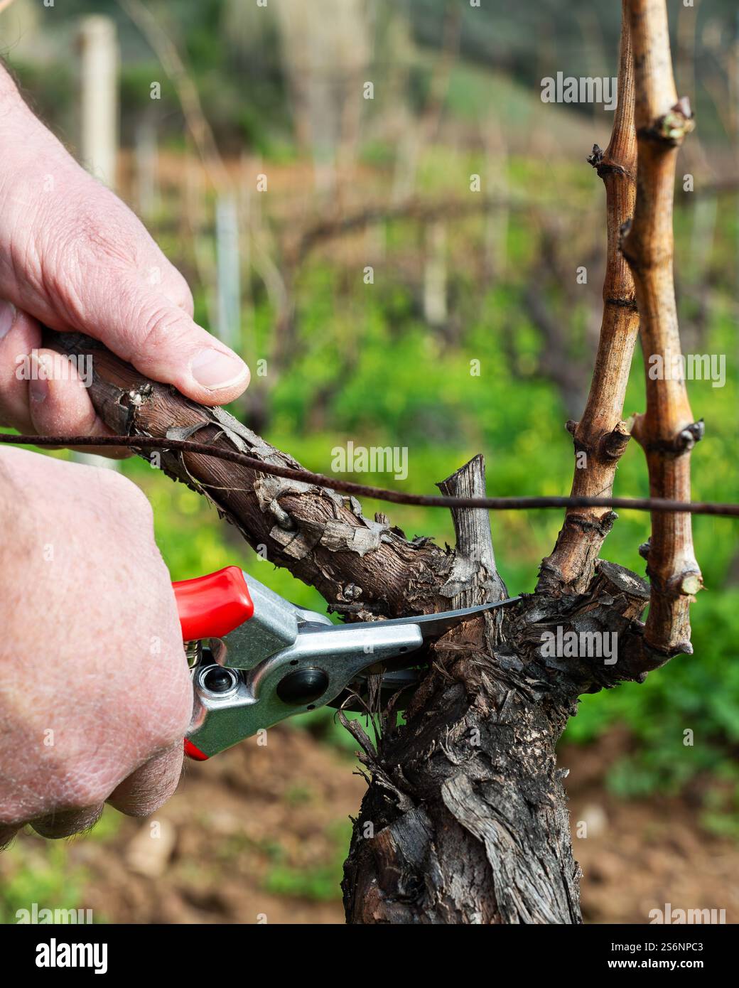 Winegrower pruning the vineyard with professional steel scissors. Traditional agriculture ...