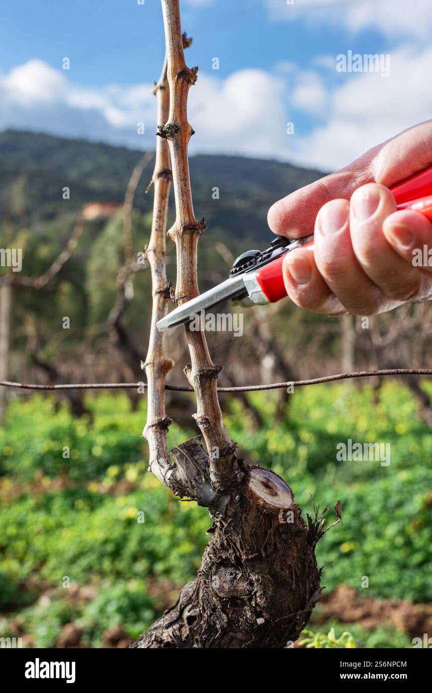 Winegrower pruning the vineyard with professional steel scissors. Traditional agriculture ...