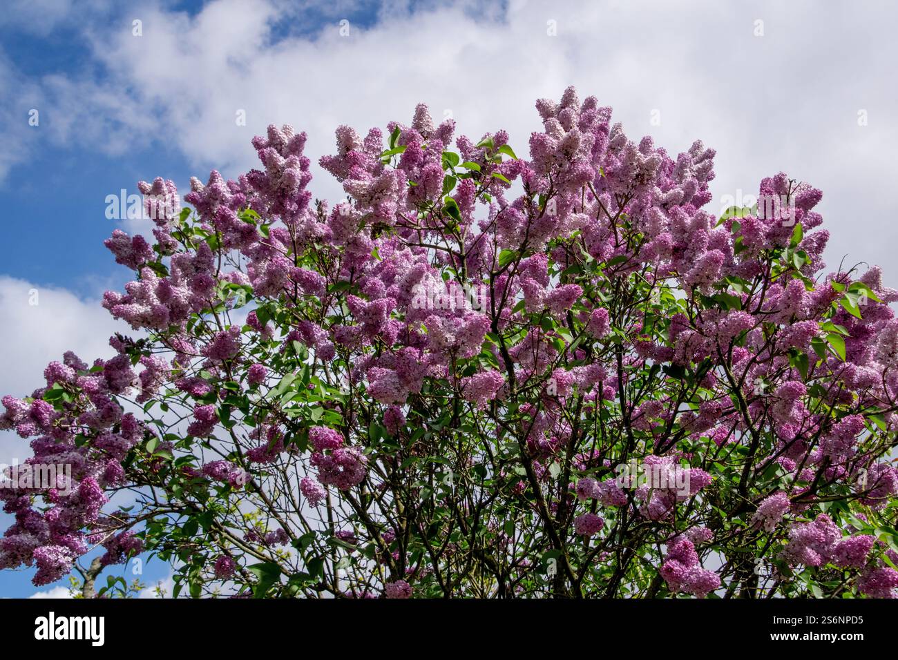 White lilac in bloom hi-res stock photography and images - Alamy