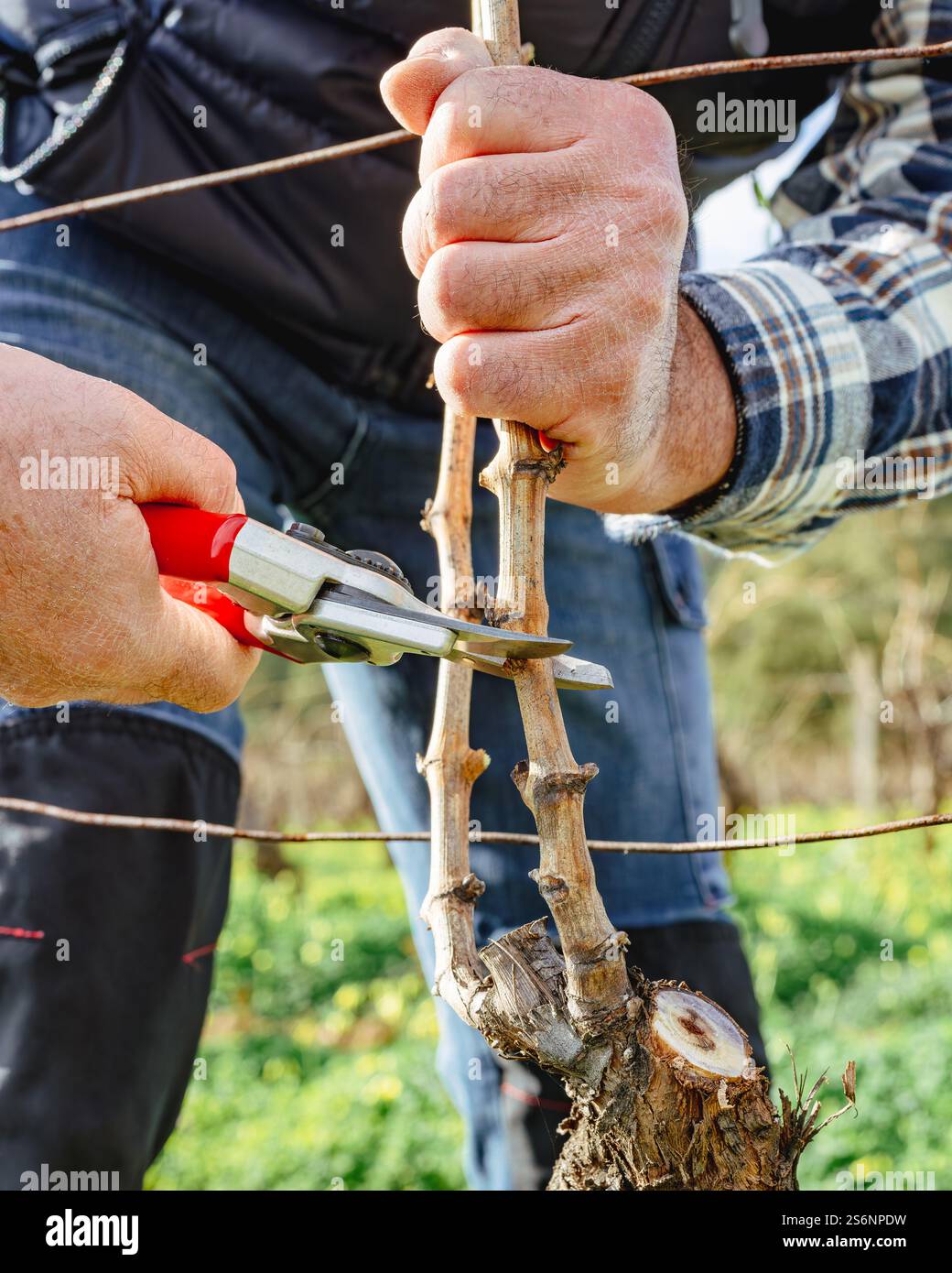 Winegrower pruning the vineyard with professional steel scissors ...