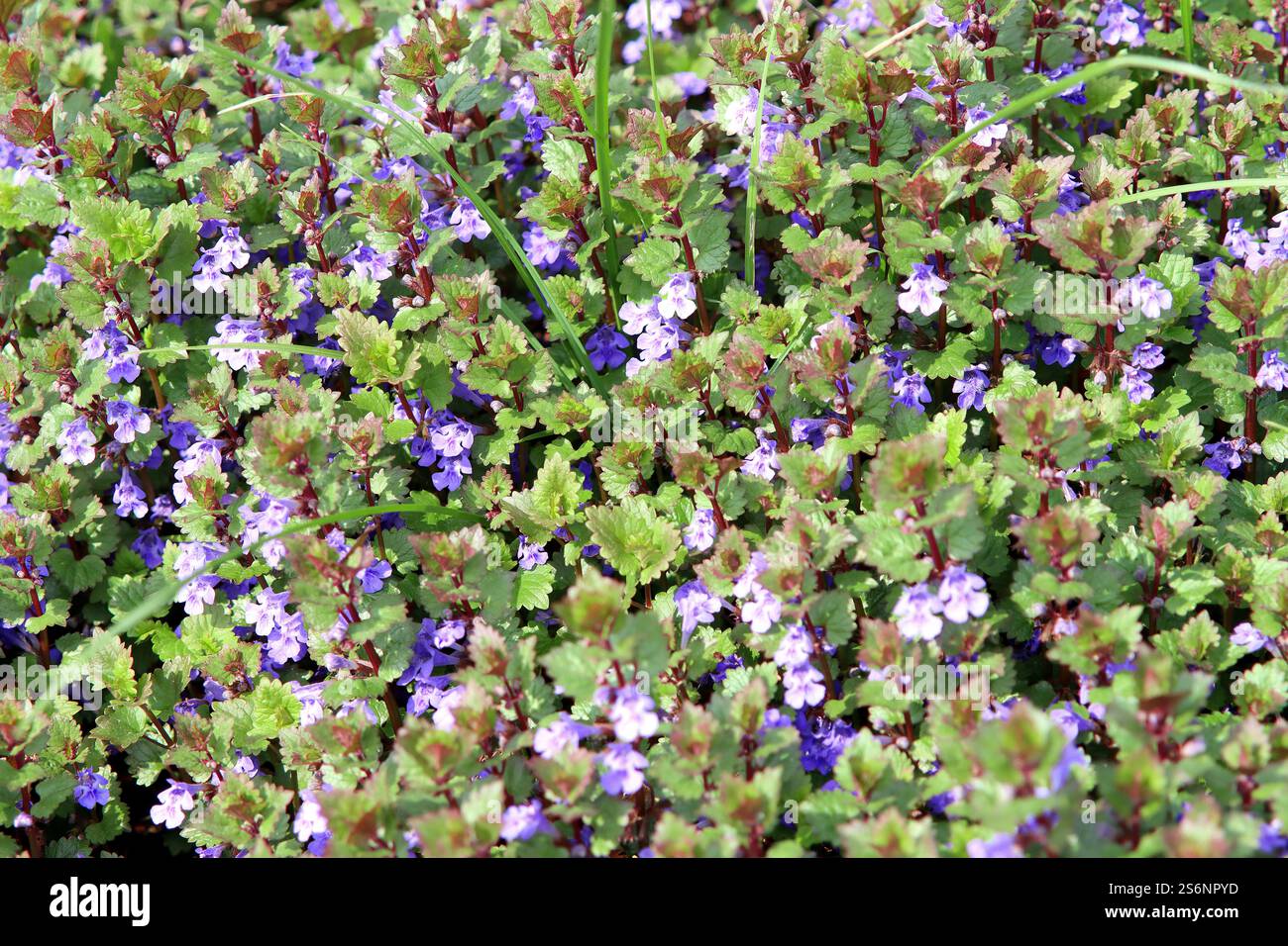 Blue meadow flowers hi-res stock photography and images - Alamy