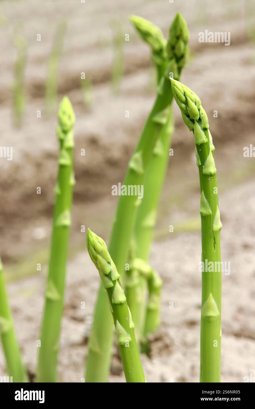 Asparagus, the queen of vegetables Stock Photo - Alamy