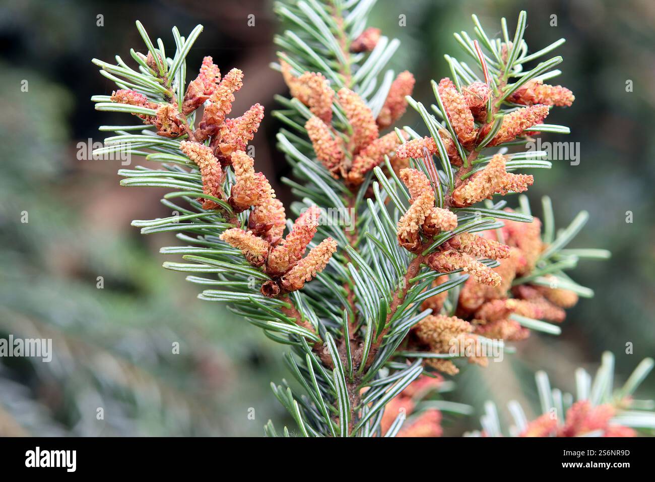 Limb of fir hi-res stock photography and images - Alamy