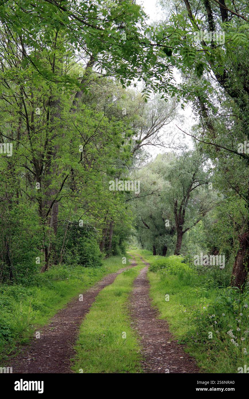 Untouched wilderness path hi-res stock photography and images - Alamy