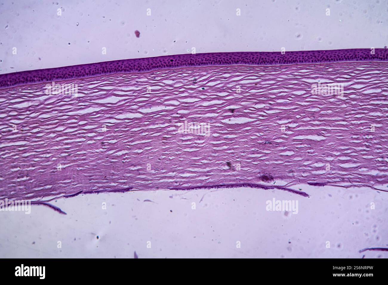 Cornea eye tissue under the microscope 100x Stock Photo - Alamy