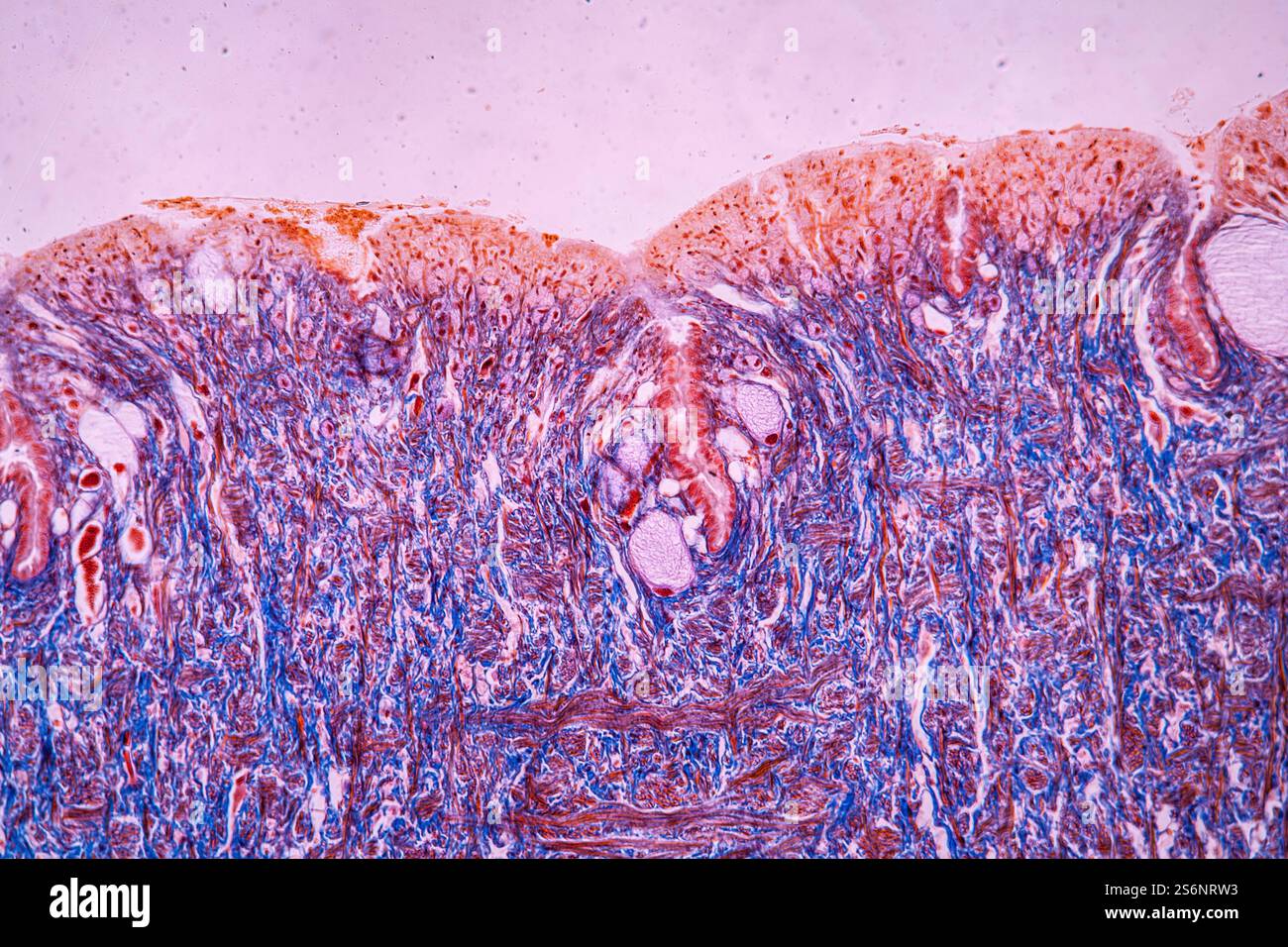 Snail foot tissue under the microscope 100x Stock Photo - Alamy