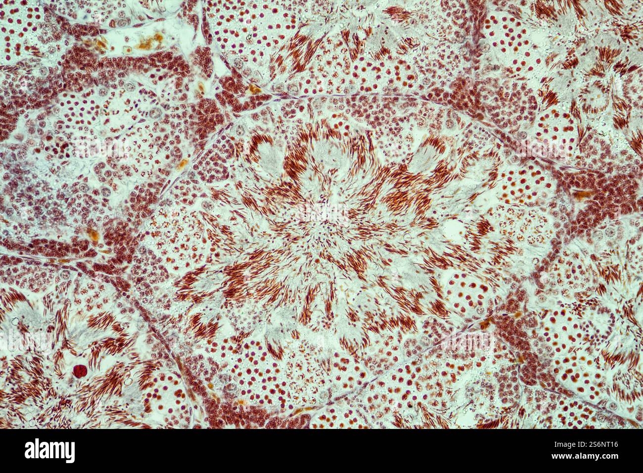 Testicular tissue under the microscope 200x Stock Photo - Alamy