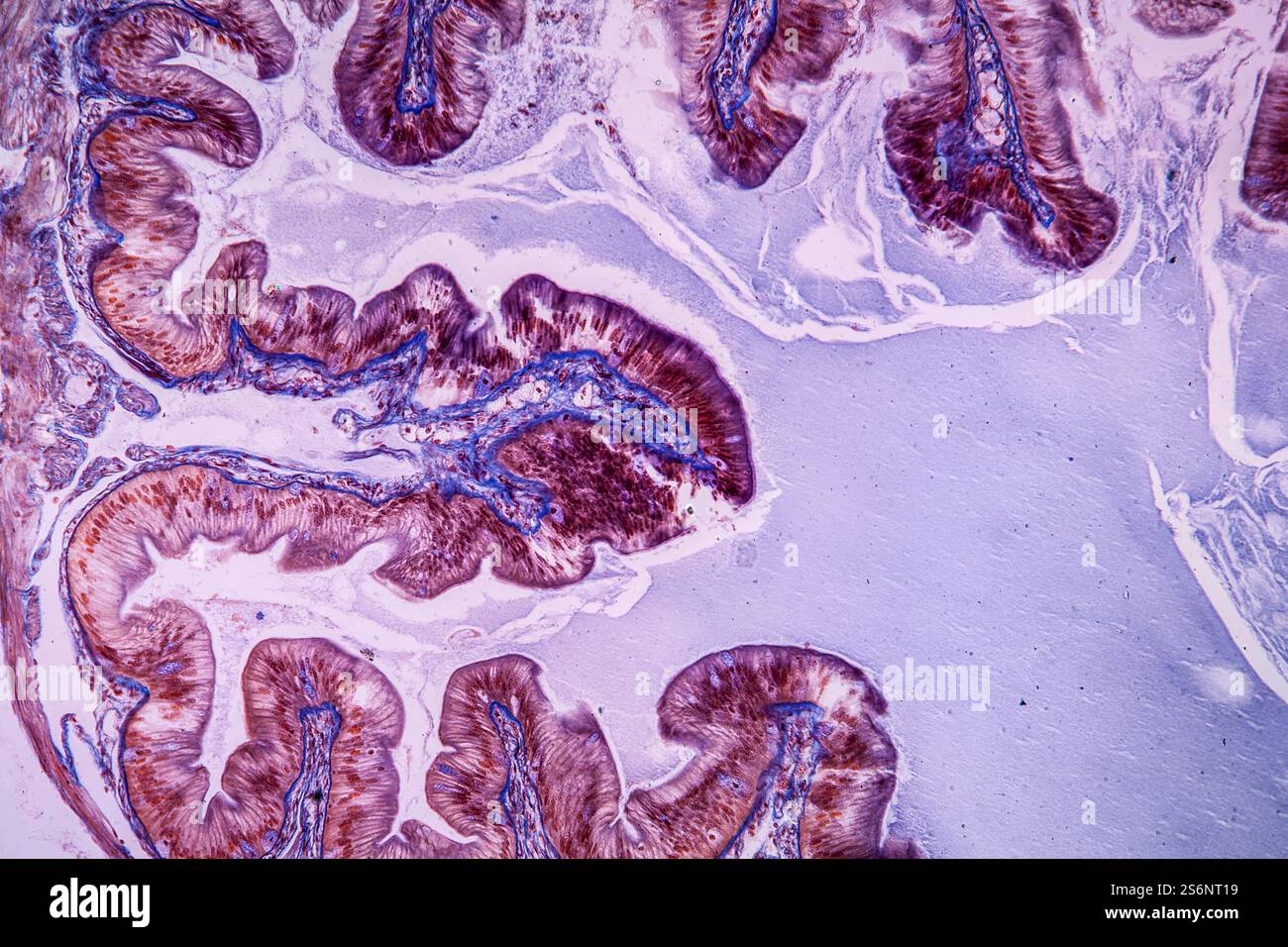 Stomach tissue under the microscope 100x Stock Photo - Alamy