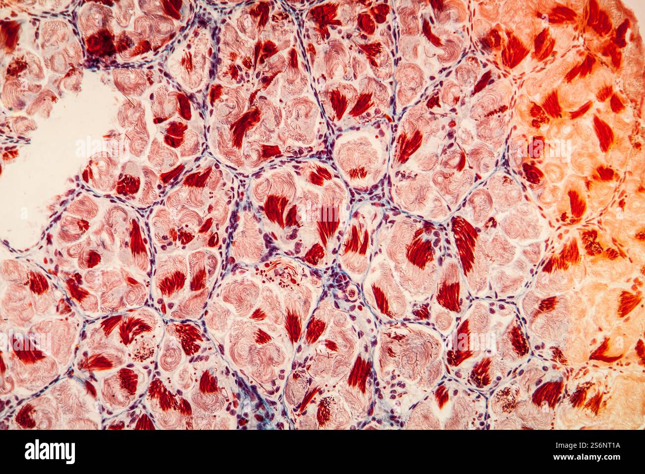 Testicular tissue under the microscope 100x Stock Photo - Alamy