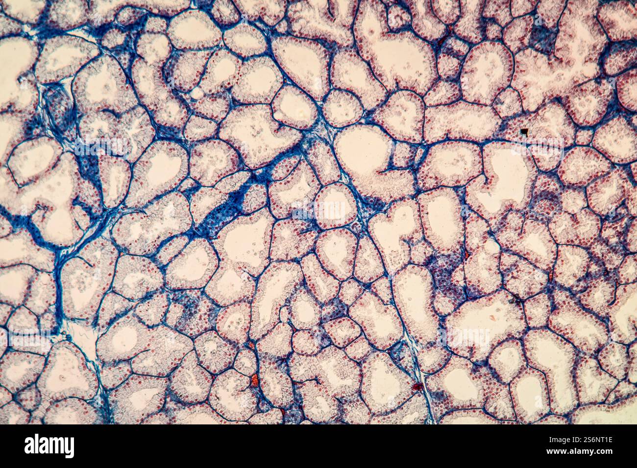 Lacrimal gland tissue under the microscope 100x Stock Photo - Alamy