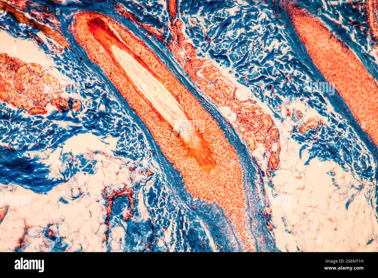 Skin tissue under the microscope 100x Stock Photo - Alamy