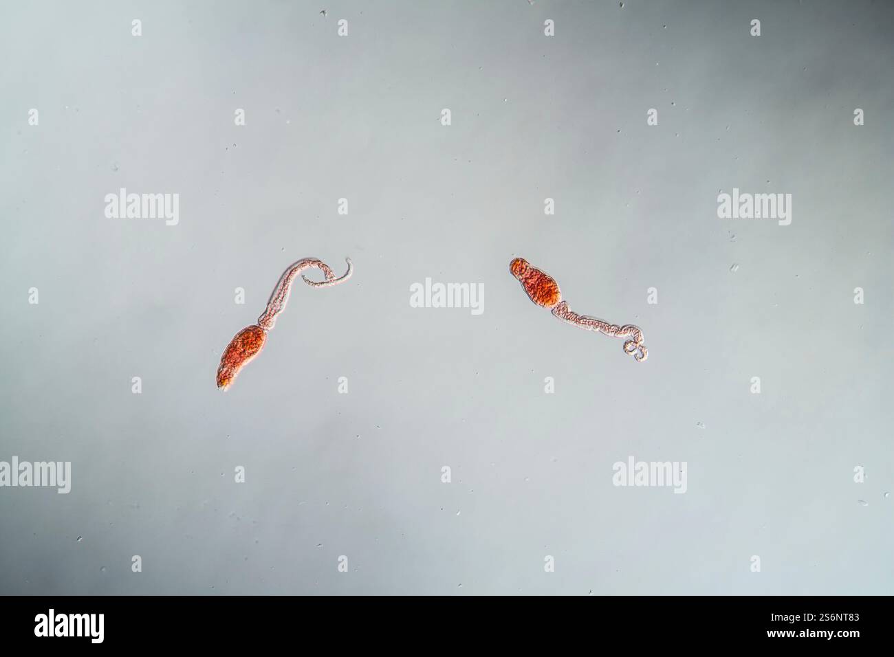 Cercaria larva hi-res stock photography and images - Alamy