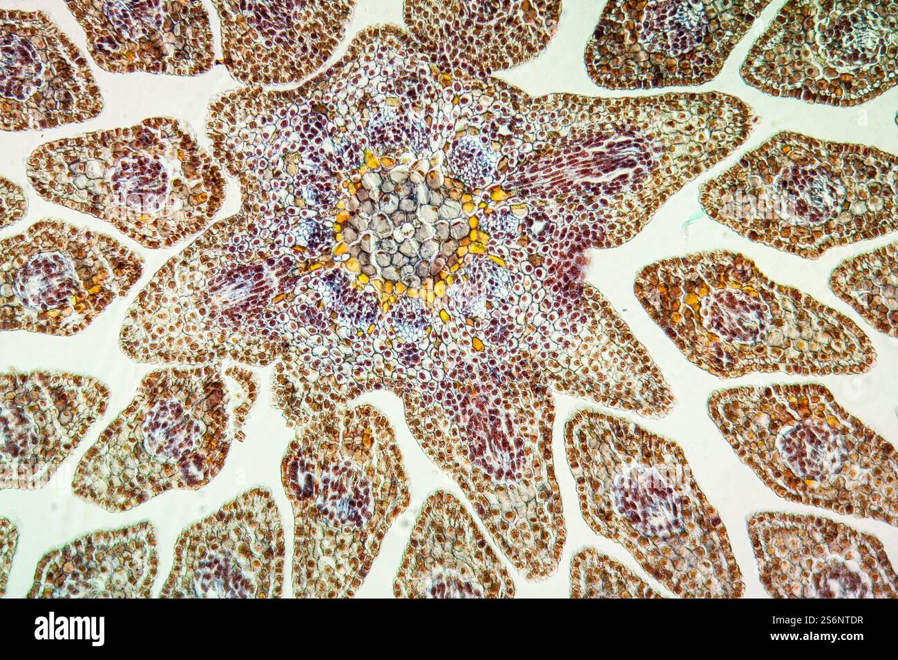 Shoot tip hi-res stock photography and images - Alamy