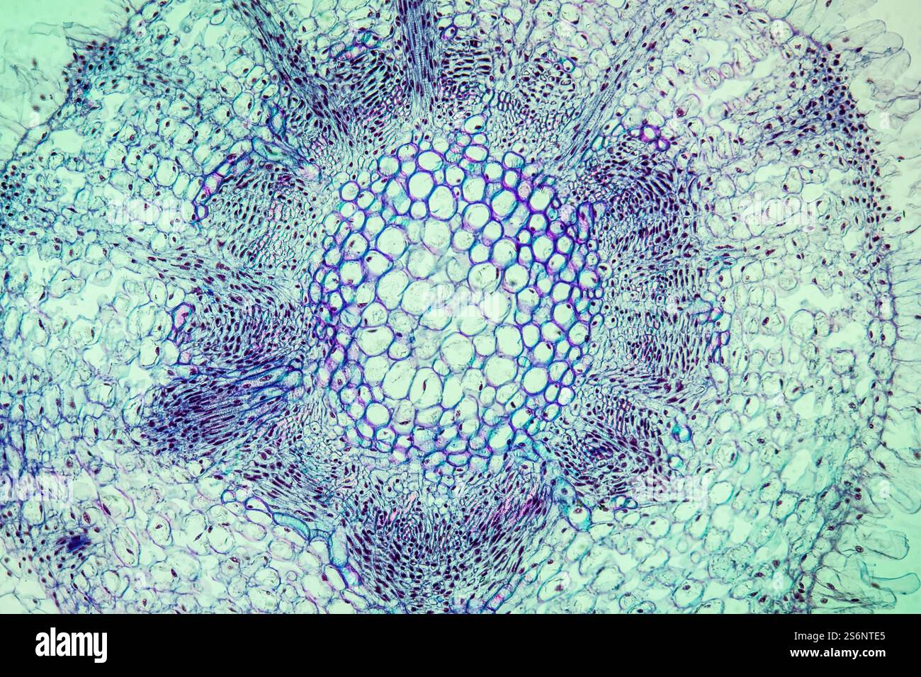 Buttercup fruit t.s. 100x Stock Photo - Alamy