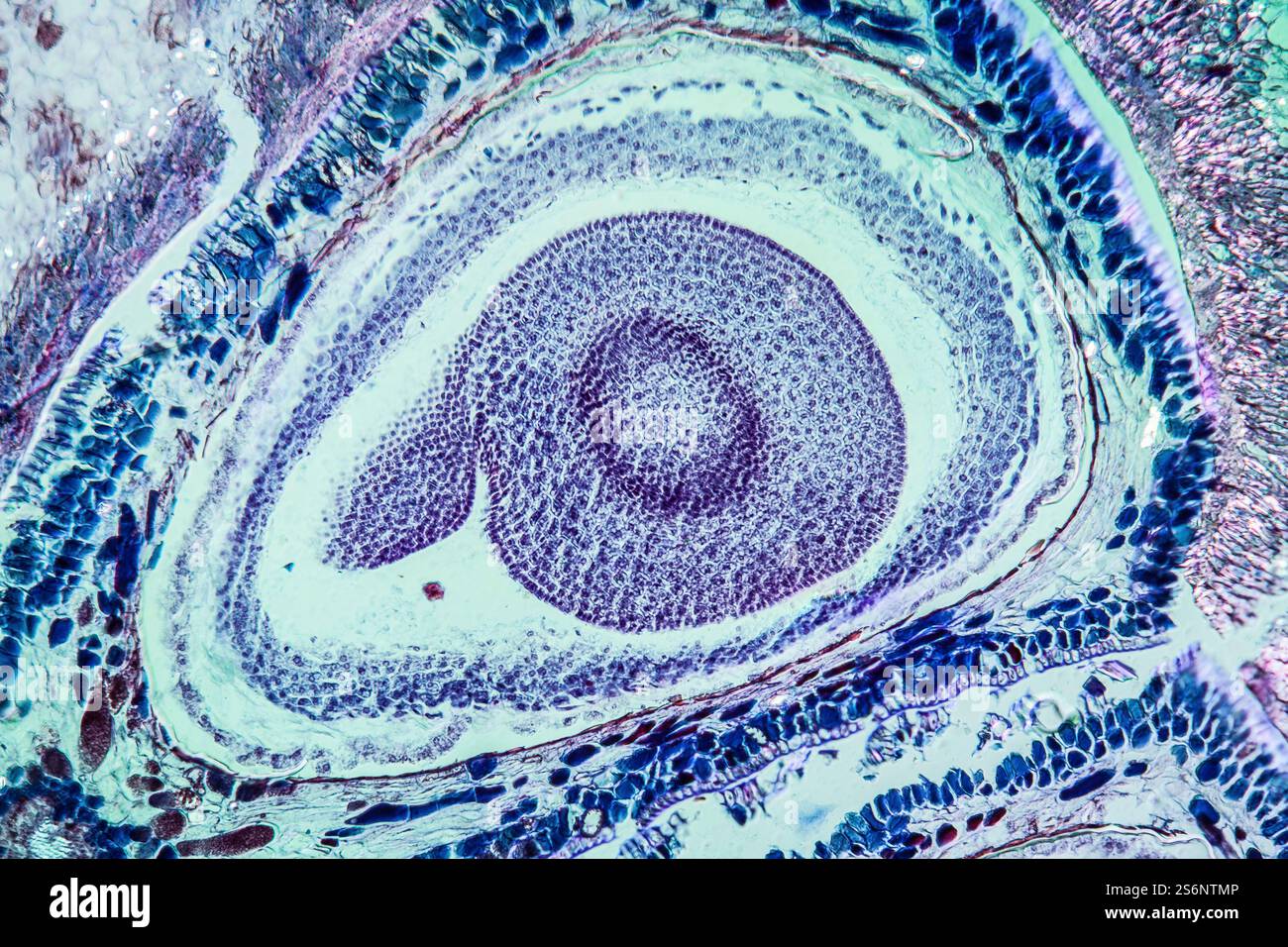 Pulp apple hi-res stock photography and images - Alamy