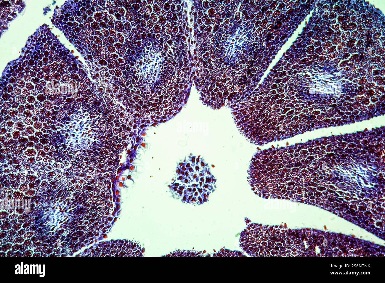 Embryo micro hi-res stock photography and images - Alamy