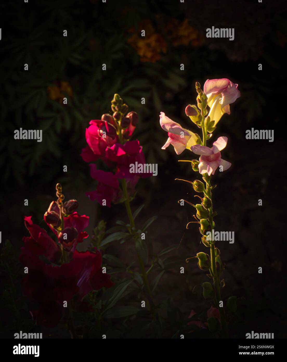 Beautiful white snapdragon flowers hi-res stock photography and images ...