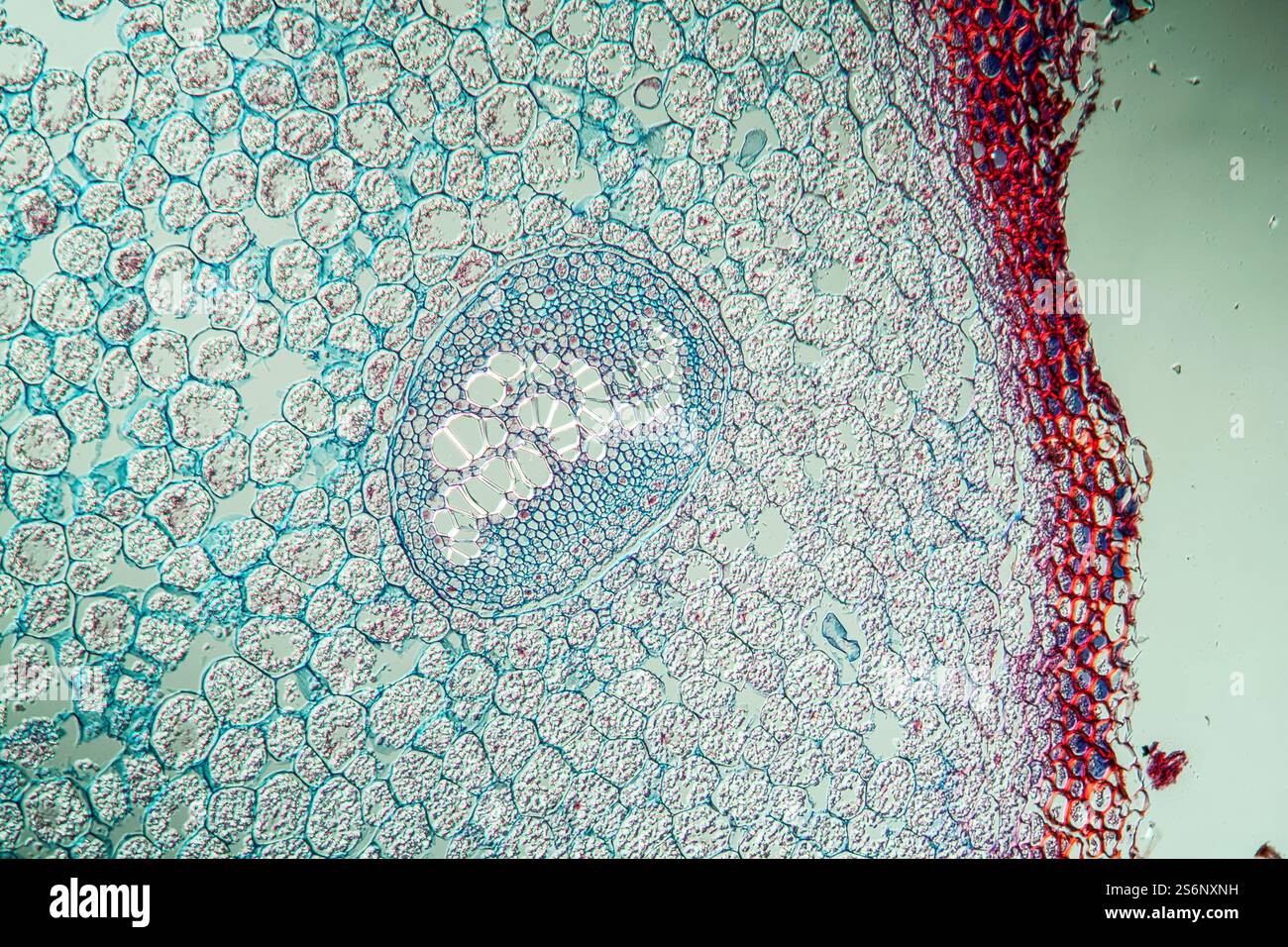 Bracken root t.s. 100x Stock Photo - Alamy