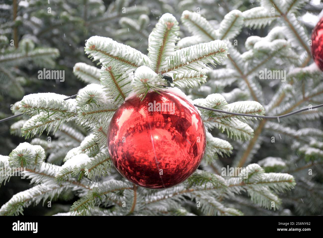 Christmas tree ball on a Christmas tree Stock Photo - Alamy