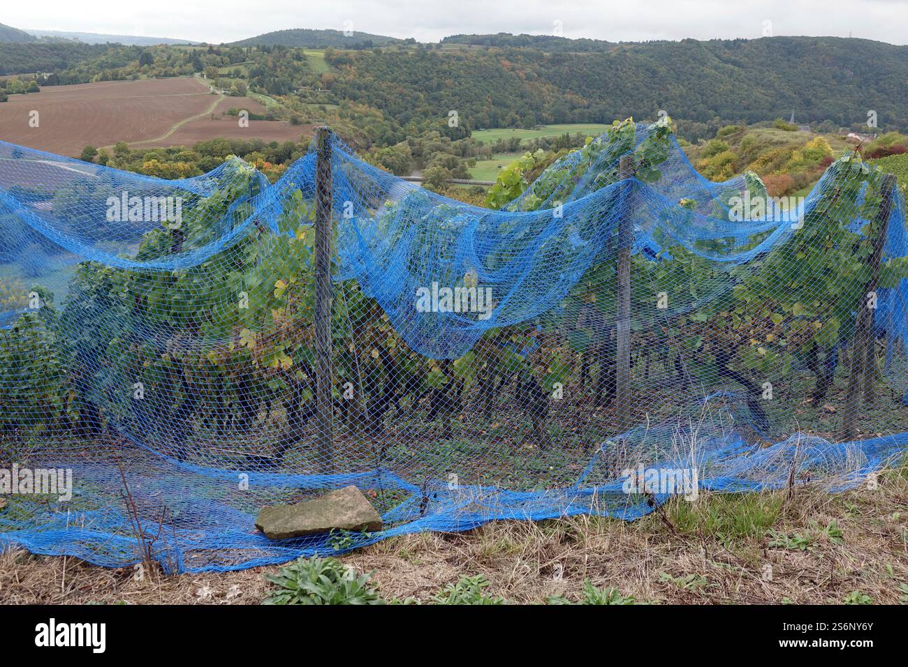 Wine growing net hi-res stock photography and images - Alamy