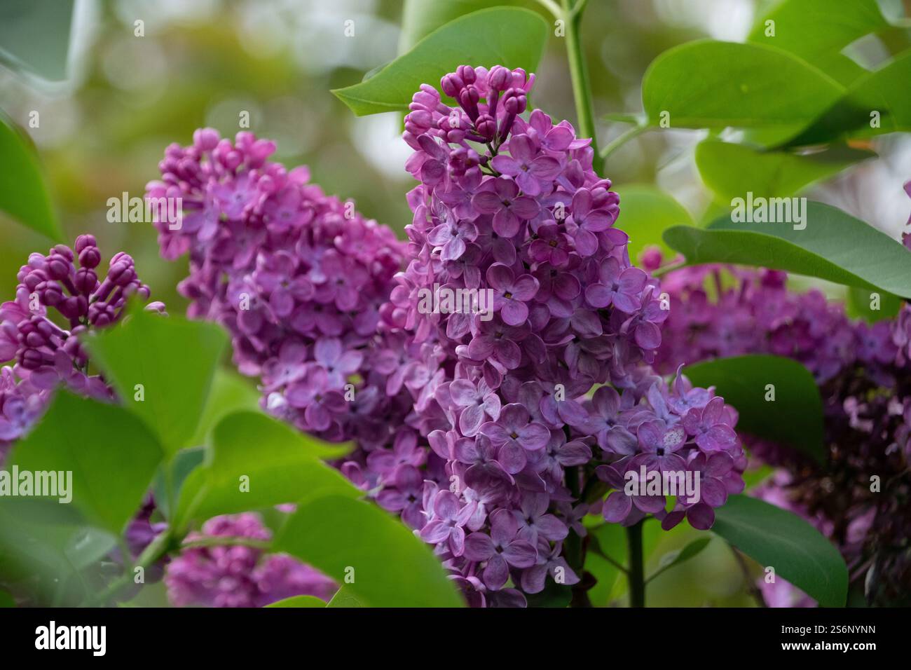 Purple lilac flower in hi-res stock photography and images - Alamy