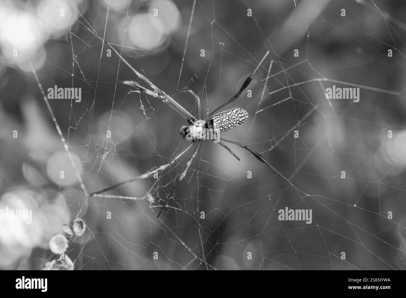 Aranha-de-teia-amarela (Nephila clavipes) | Golden orb-web spider Close ...