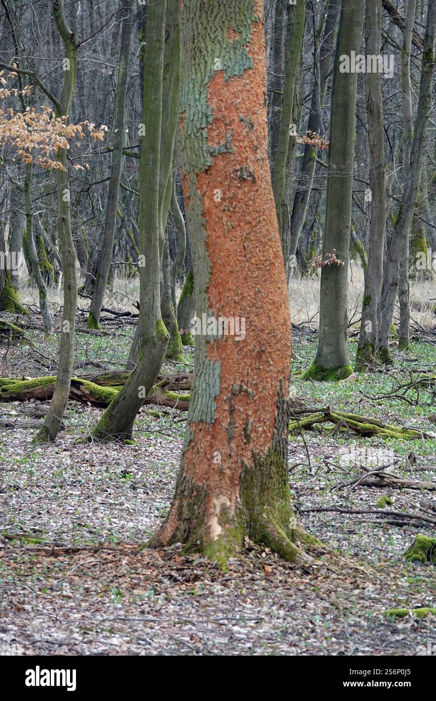 Tree trunk with broken bark Stock Photo - Alamy