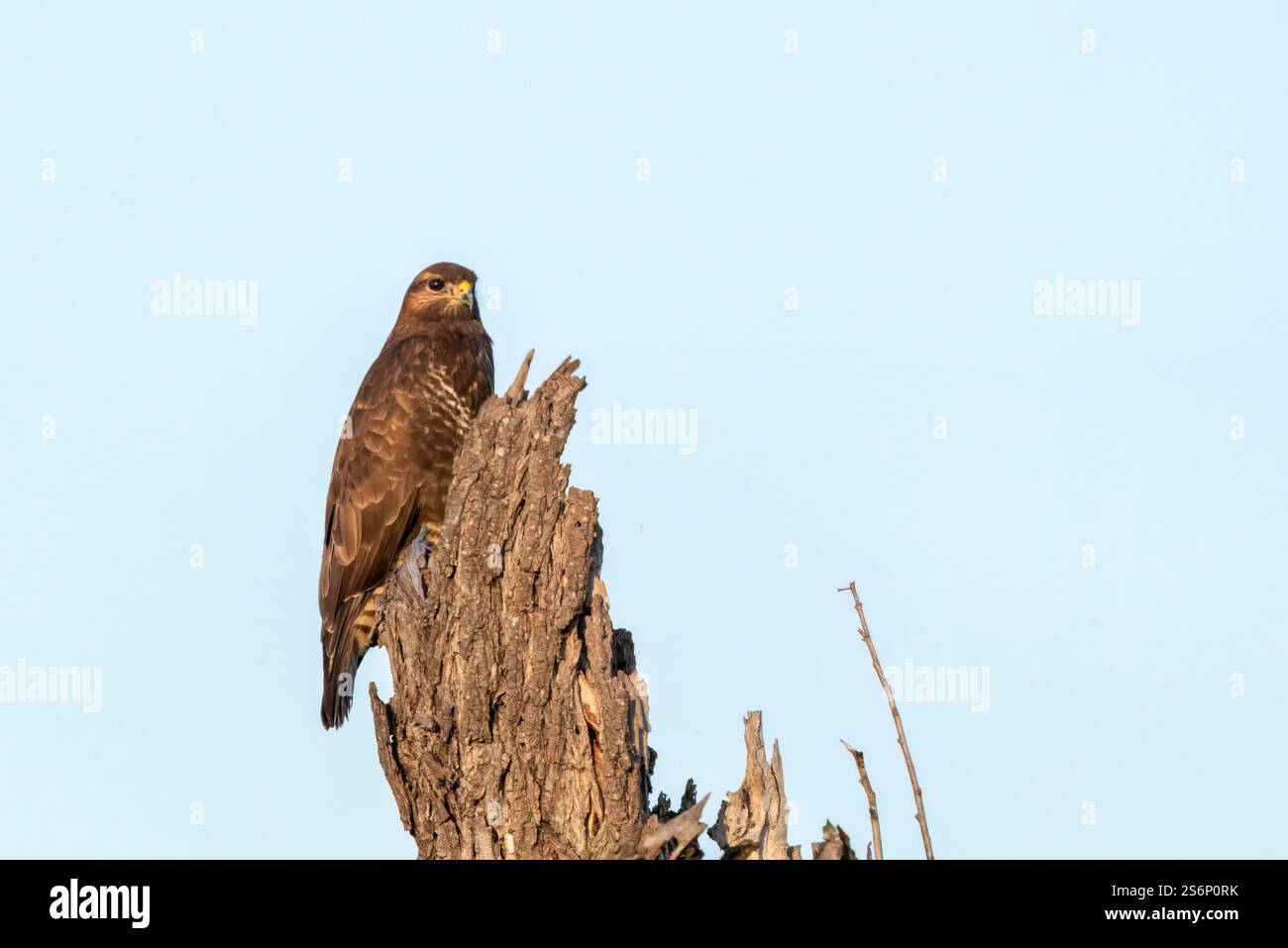 A common buzzard in the perched position Stock Photo - Alamy