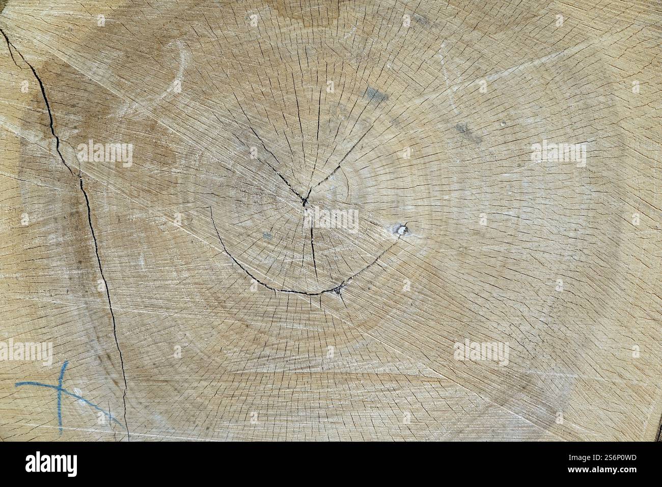Tree wood trunk tribes hi-res stock photography and images - Alamy