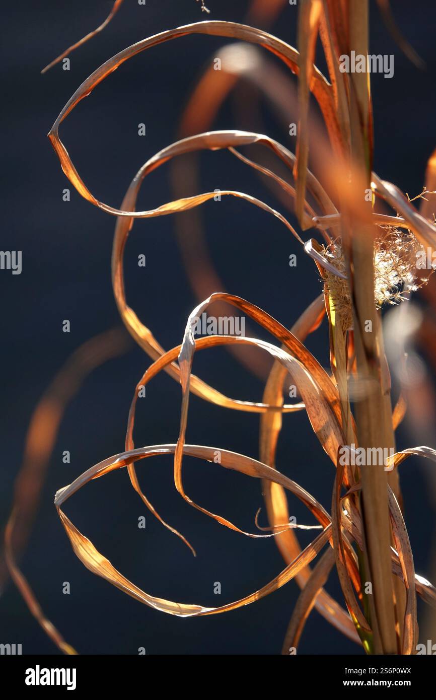 Circular fibers hi-res stock photography and images - Alamy