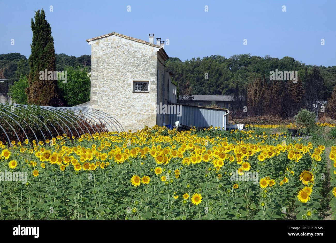 Field of sunflowers in Provence Stock Photo - Alamy
