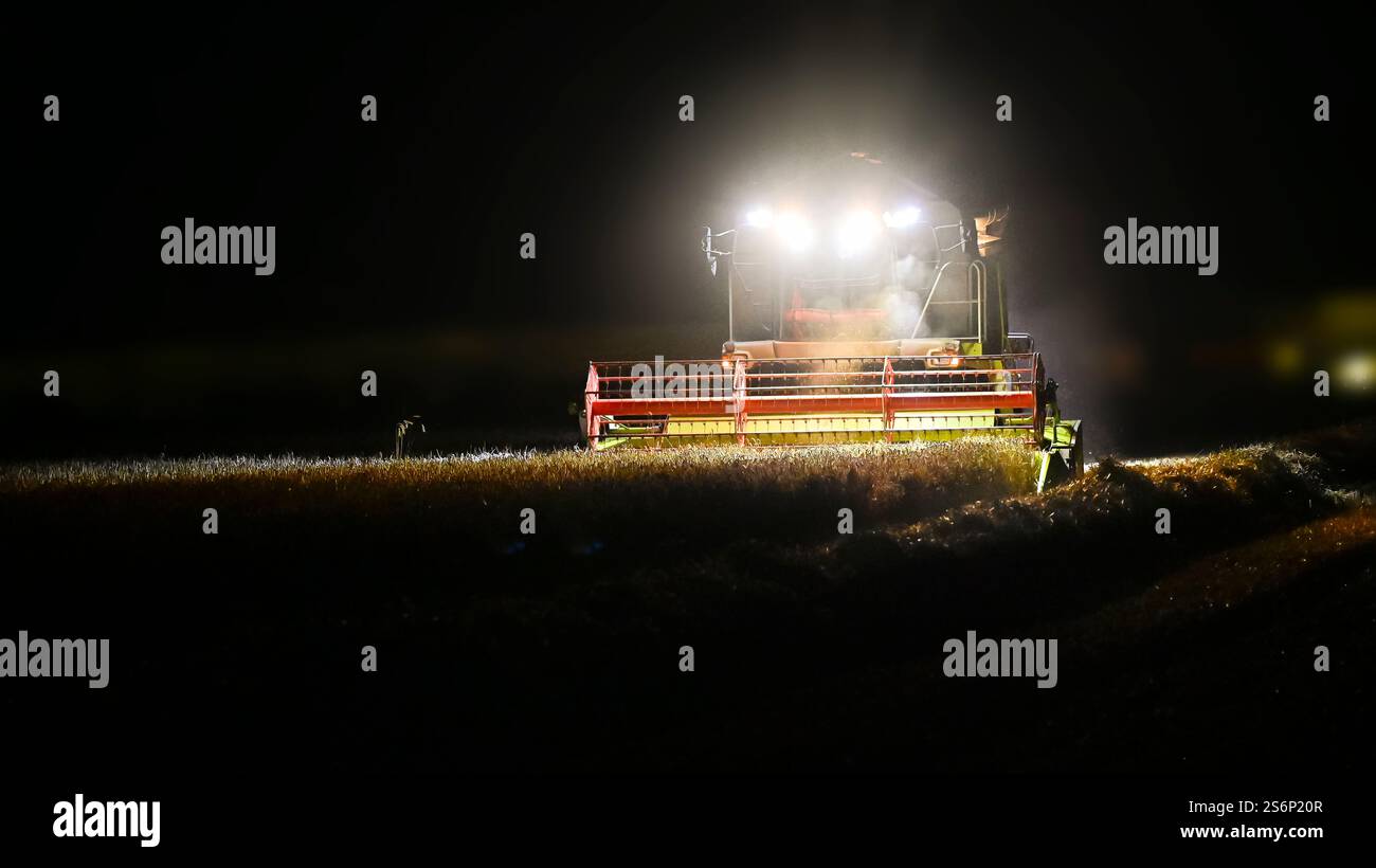 Combine harvester working harvest on the wheat field at night with ...