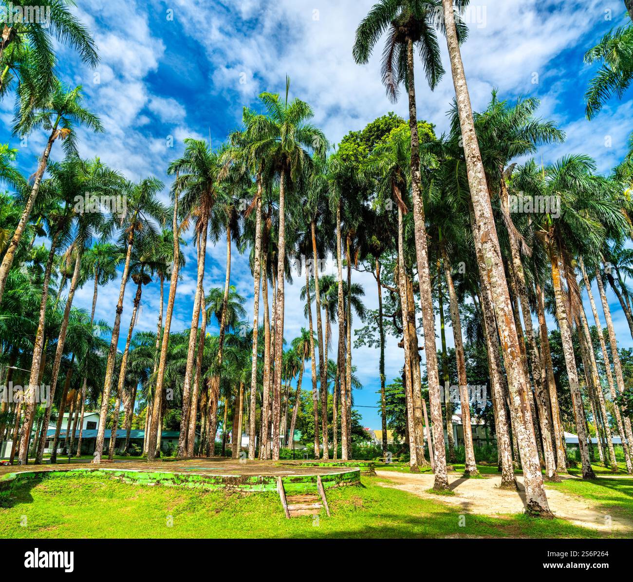 Palmentuin, Palm Tree Garden in the center of Paramaribo, the capital ...