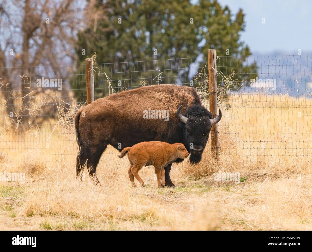 A baby Bison getting attention from an adult Bison as it playfully ...