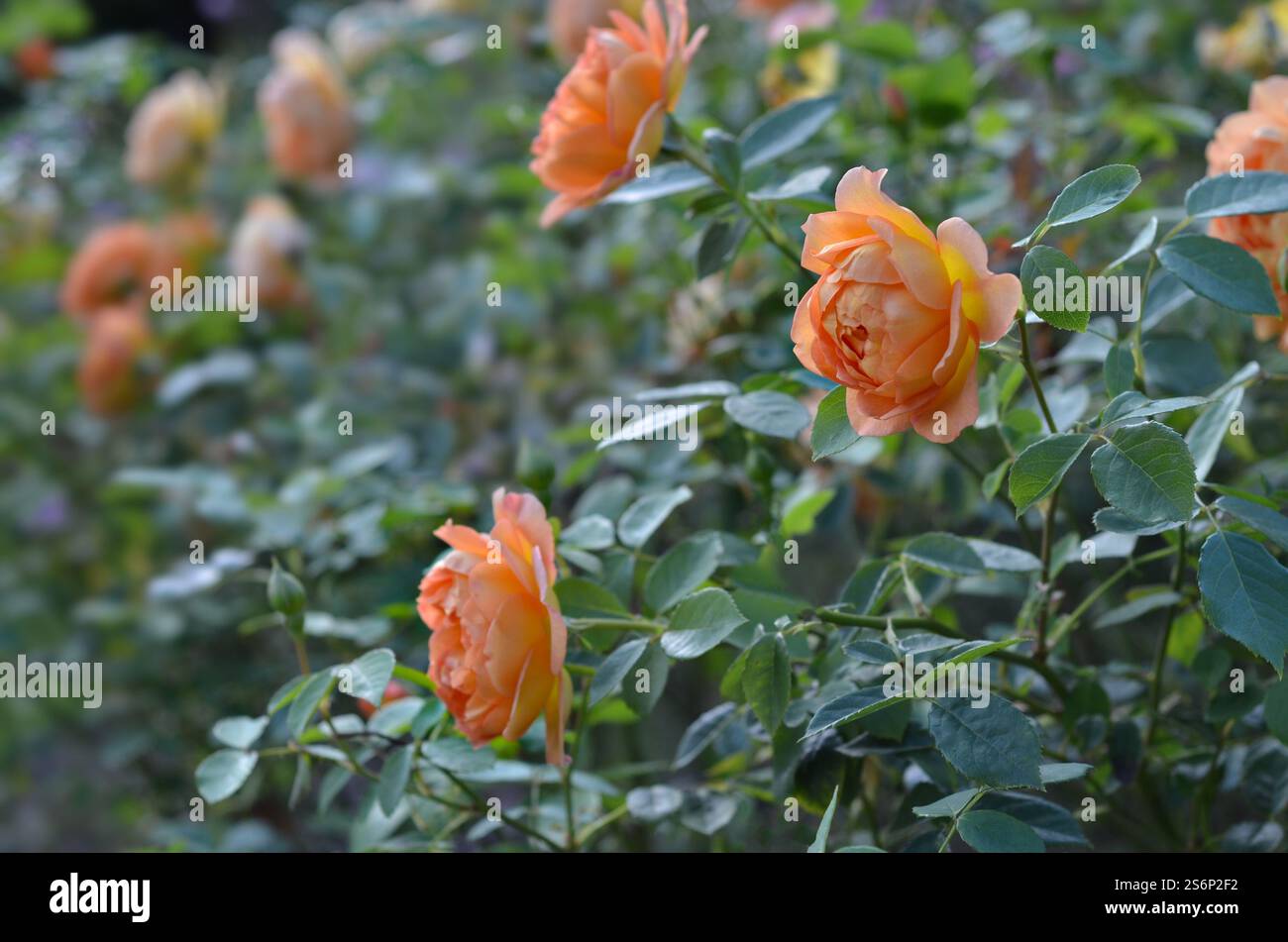 Rosa 'Molineux' ('Ausmol'PBR). Named for Sir Jack Hayward, former ...