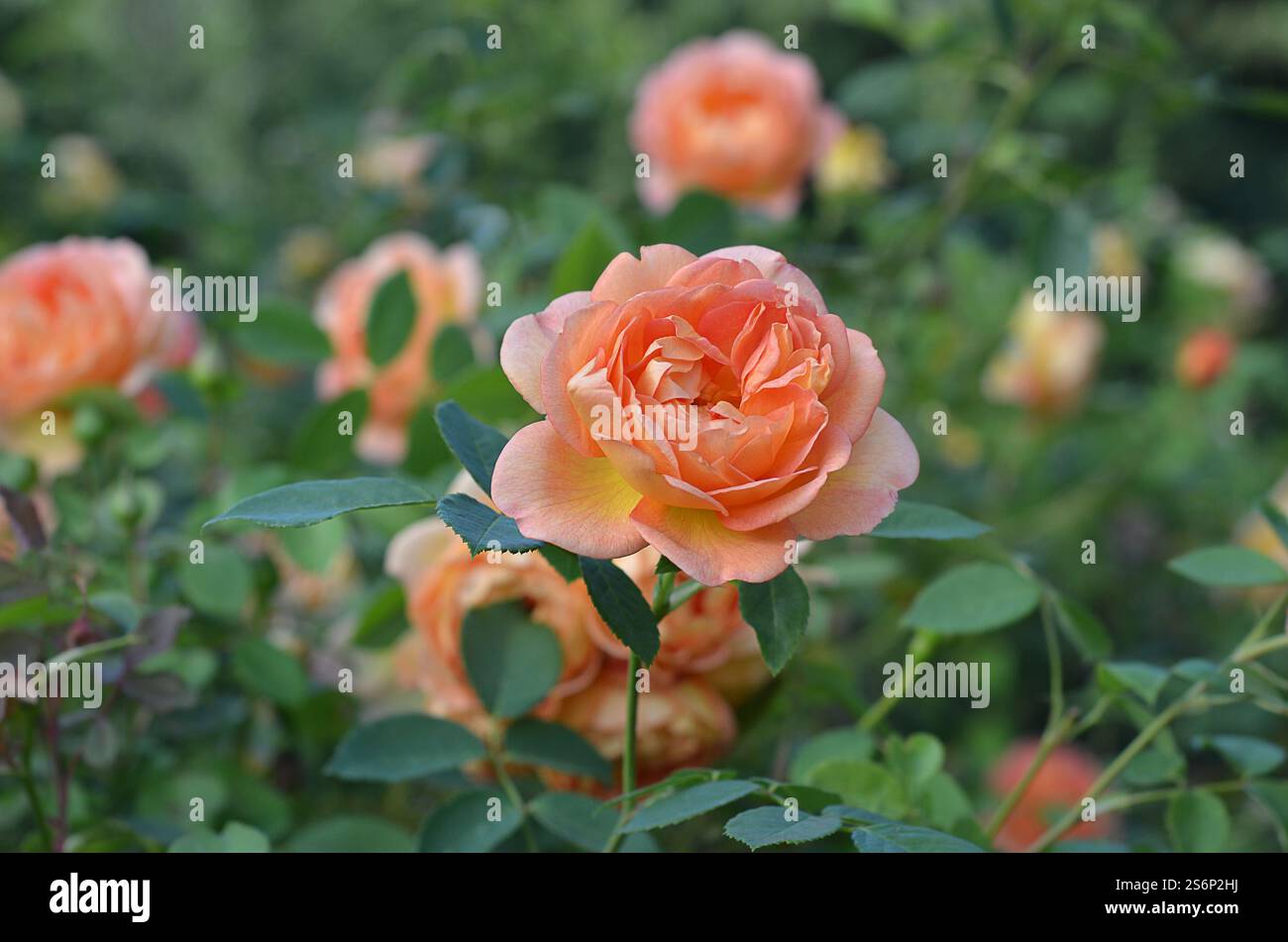 Rosa 'Molineux' ('Ausmol'PBR). Named for Sir Jack Hayward, former ...