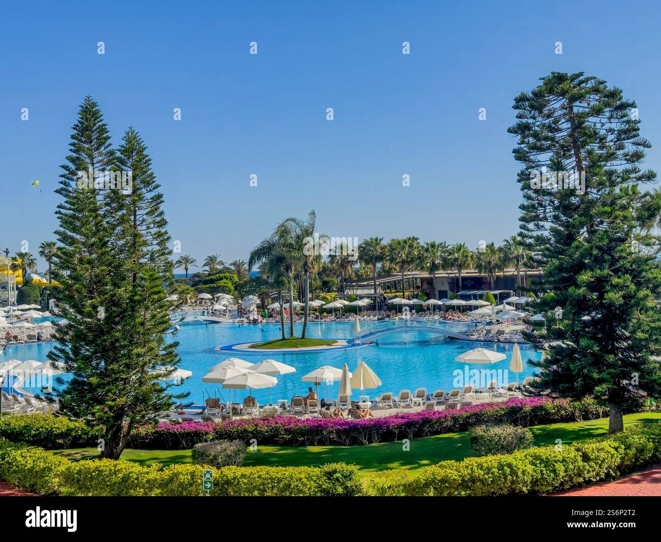 View of the pool of the hotel complex with Norfolk firs (Araucaria ...