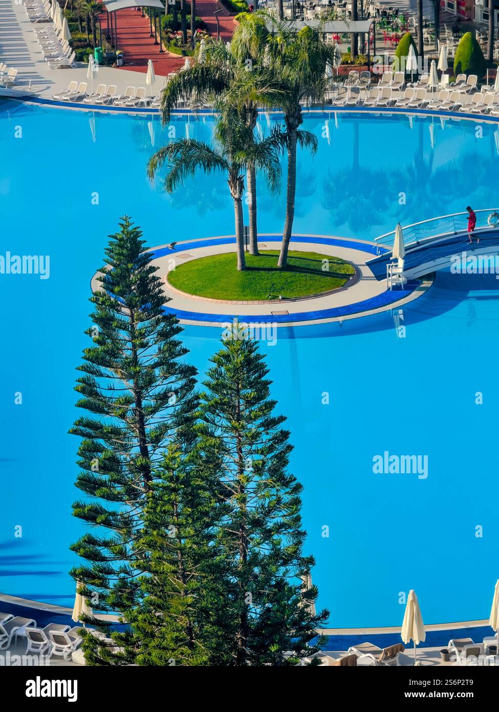 View of the pool of the hotel complex with Norfolk firs (Araucaria ...