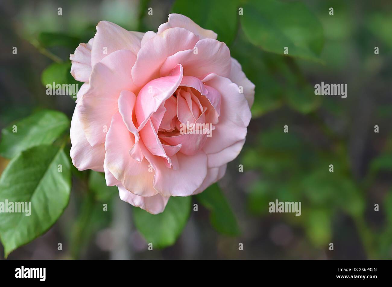 Rosa 'Thelma Barlow'. A hybrid tea rose named after the English ...